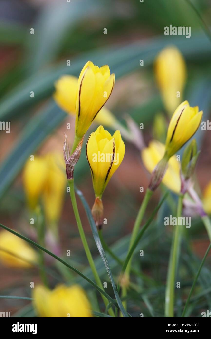 Ipheion dialystemon hi-res stock photography and images - Alamy