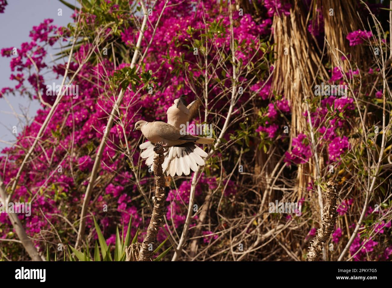Wild pigeons among pink flowers. Two pigeon on flowering background ...