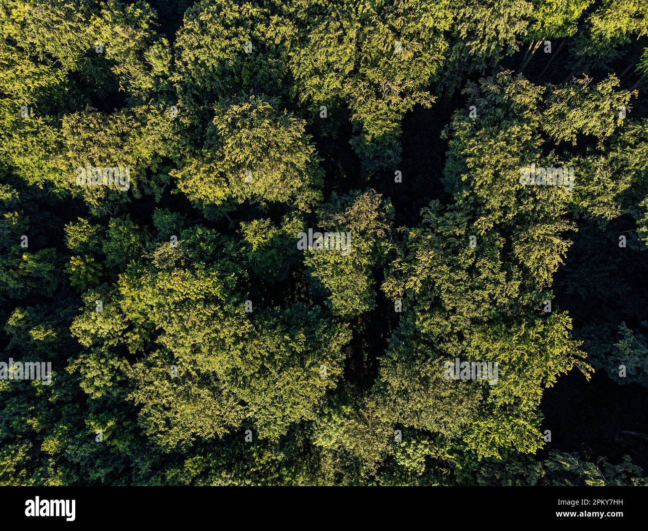 Trees with green leaves from above Stock Photo - Alamy