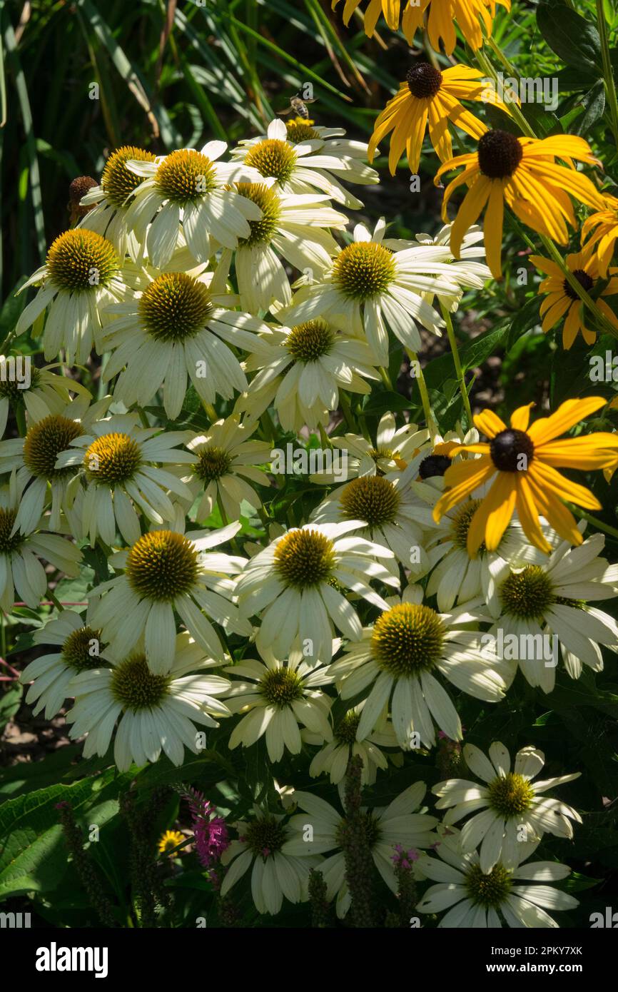 Purple coneflower Echinacea purpurea "Mellow Yellows", Rudbeckia Stock ...