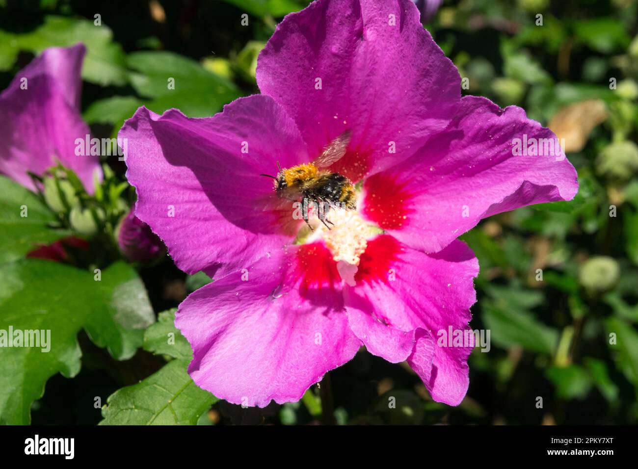 Insects pollinate roses in garden hi-res stock photography and images ...