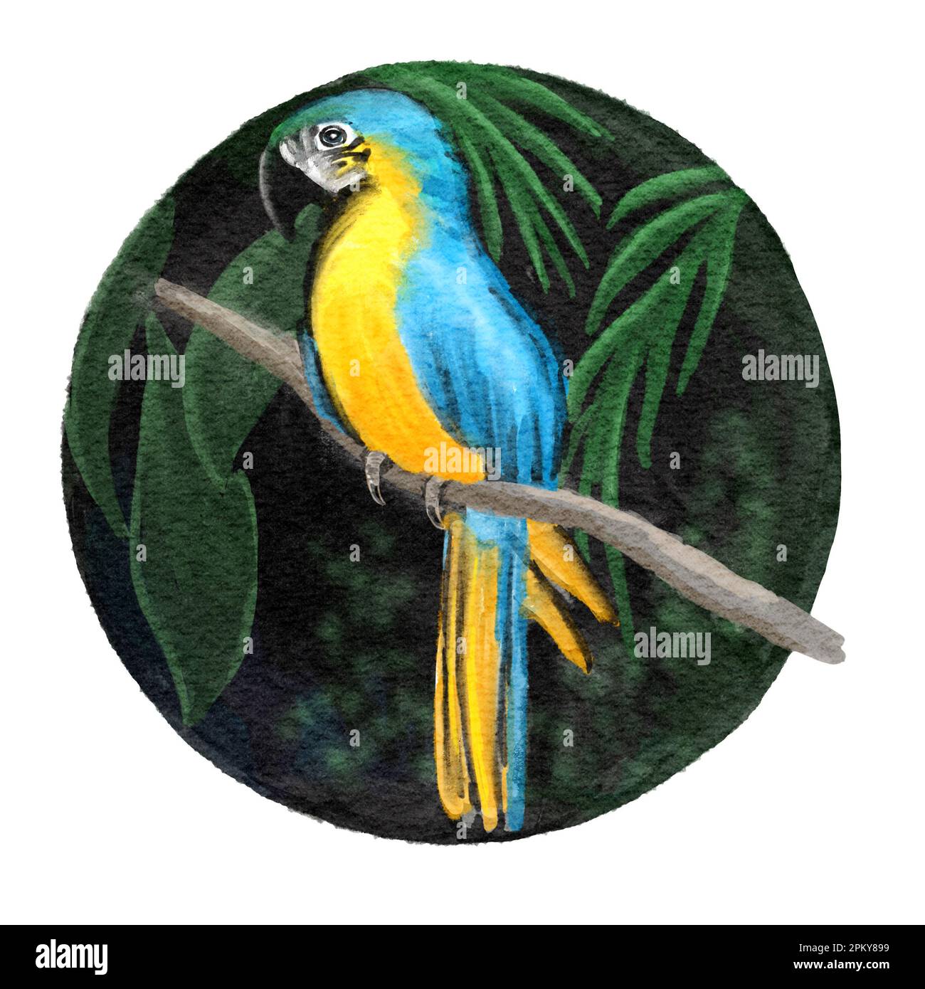 Hand drawn watercolor illustration of macaw long-tailed colorful parrot ...