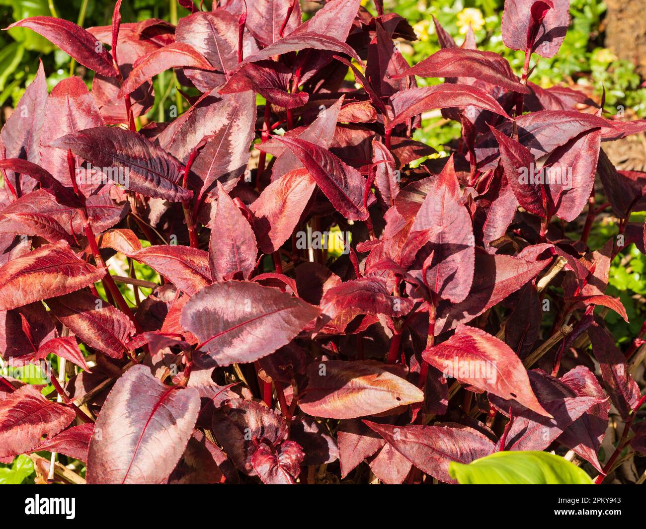 Bright red bronze spring foliage of the exotic perennial, Persicaria ...