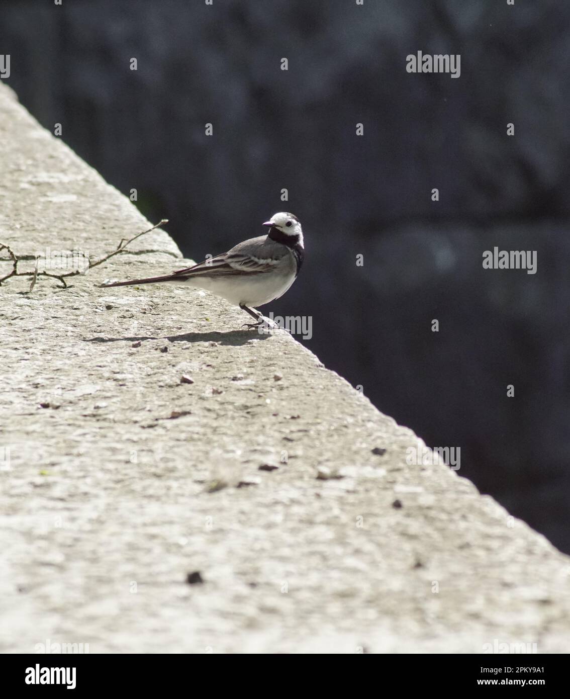 Grey wagtail perching on rock hi-res stock photography and images - Alamy