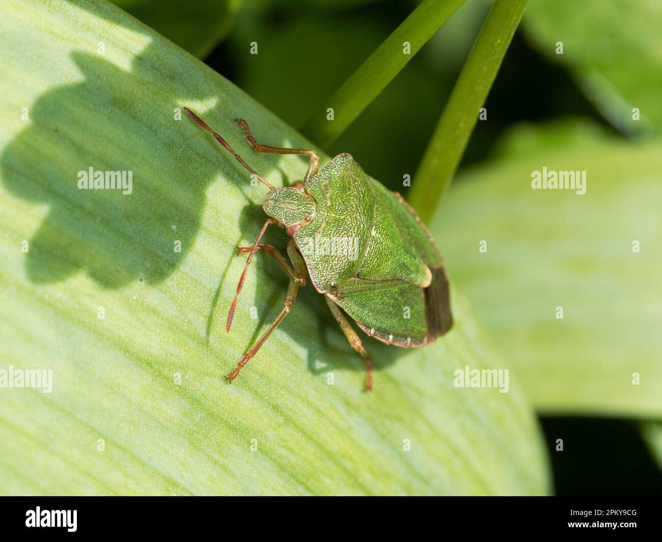 Green adult common shieldbug, Palomena prasina, an UK native commonly ...