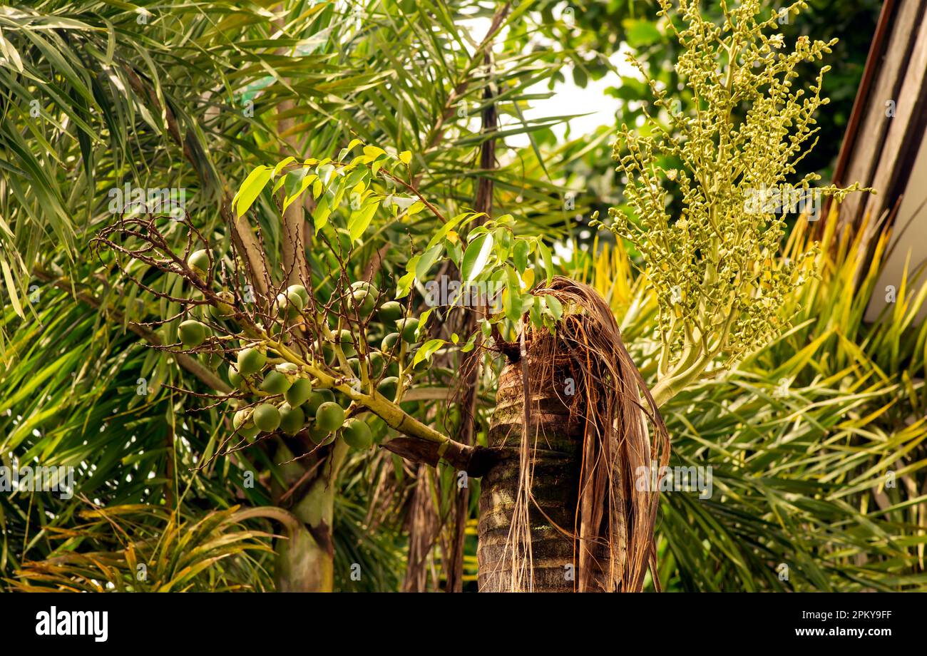 Areca nut palm fruits, Betel Nuts, Betel palm (Areca catechu) hanging ...