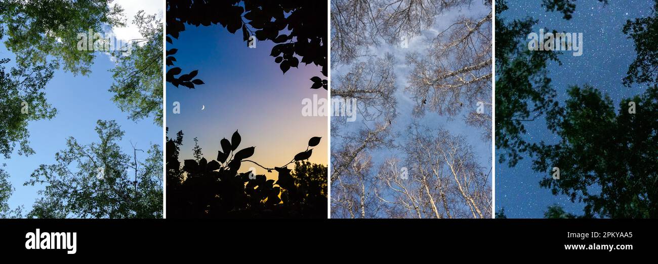 Natural collage forest banner. Natural background, for website header ...