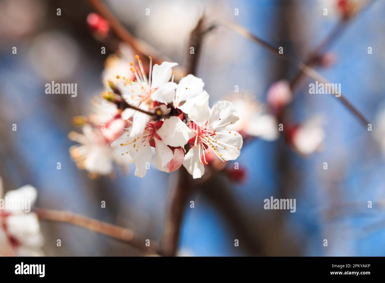 Blossom tree over nature background. spring flowers. spring background ...