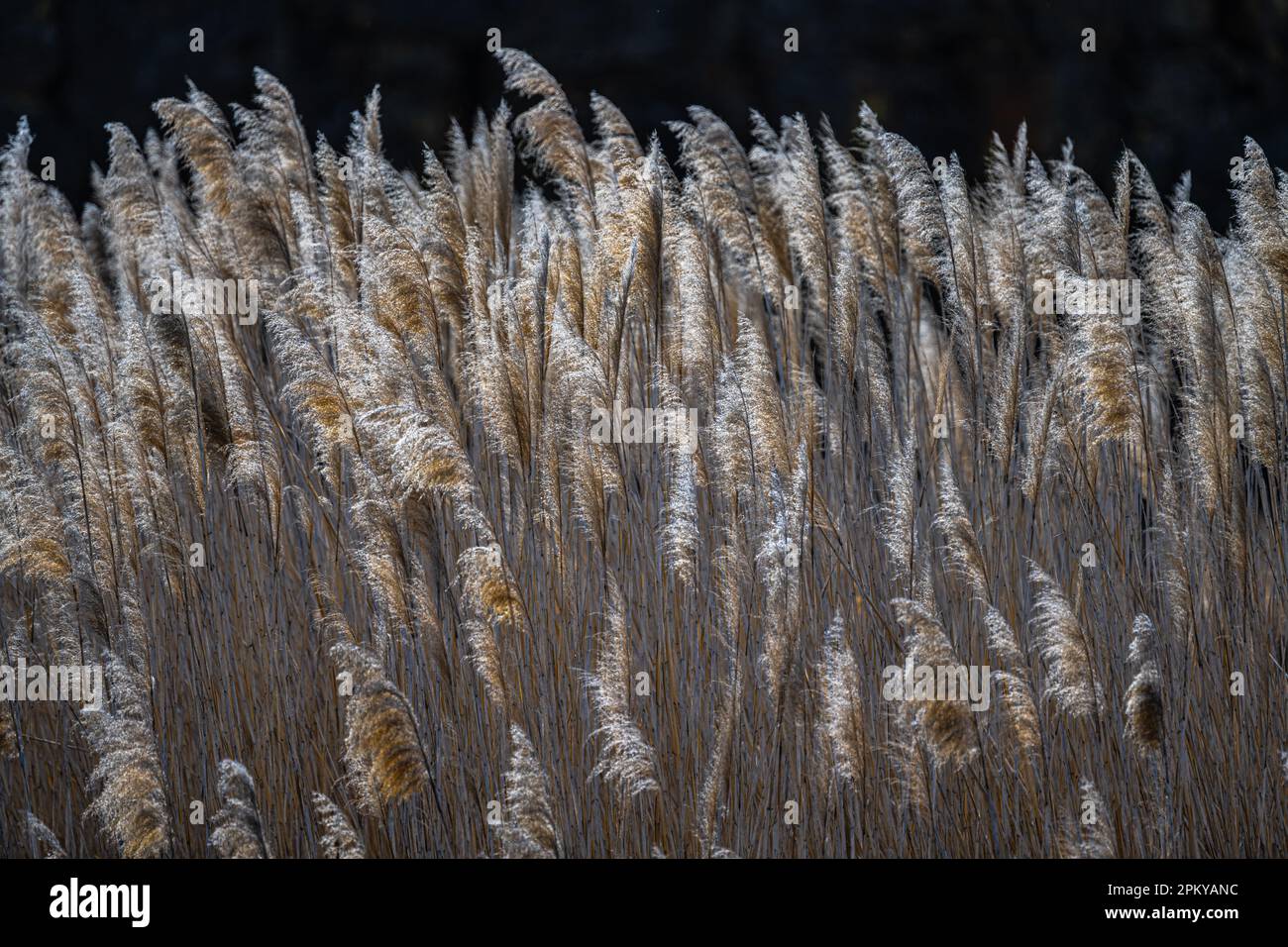 Flowers of Common Reed (Phragmites spec Stock Photo - Alamy