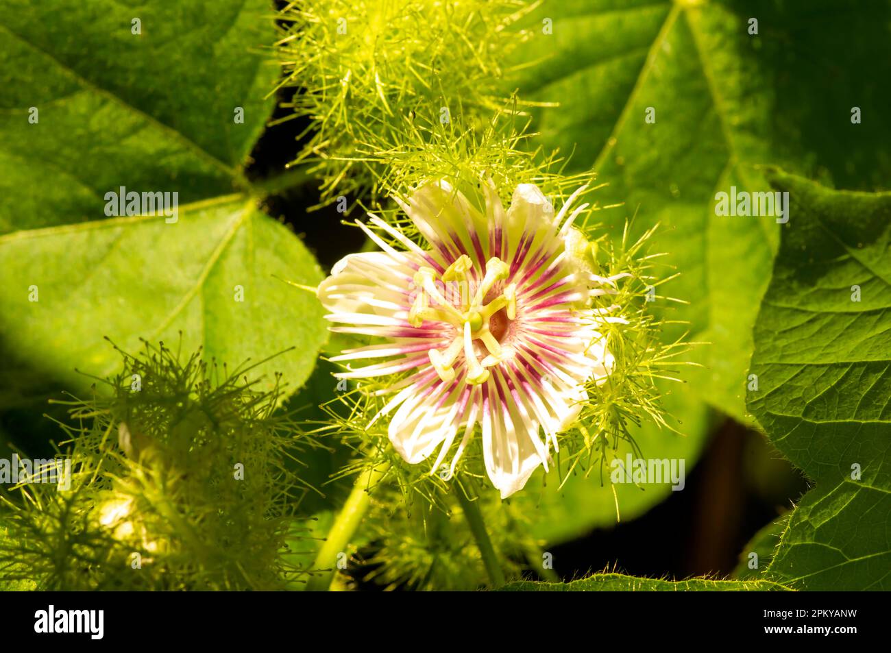 Rambusa, markisa mini (Passiflora foetida) flower blooming, passion ...
