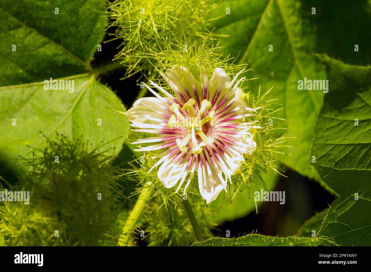 Rambusa, markisa mini (Passiflora foetida) flower blooming, passion ...