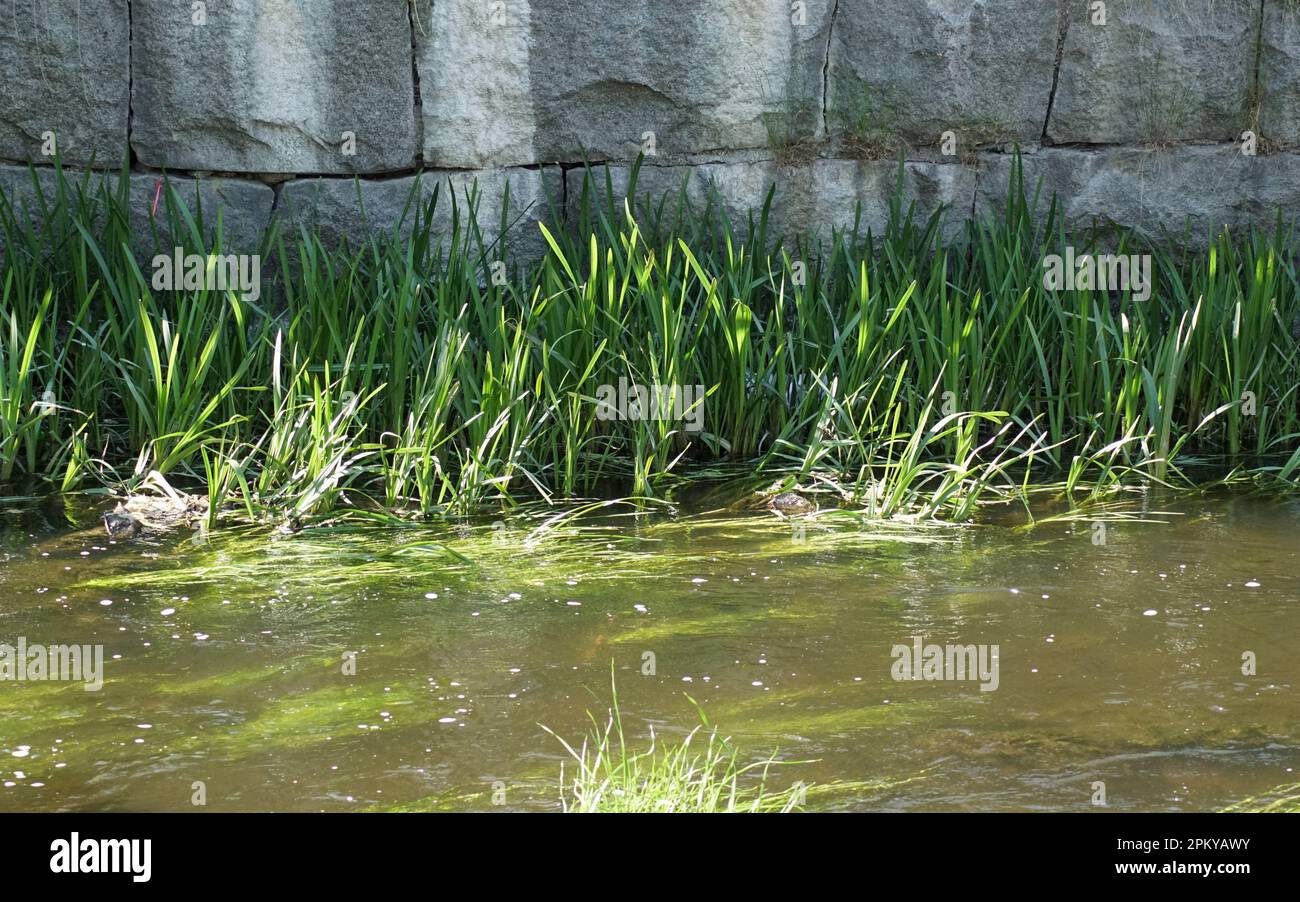 Canal side plants hi-res stock photography and images - Alamy