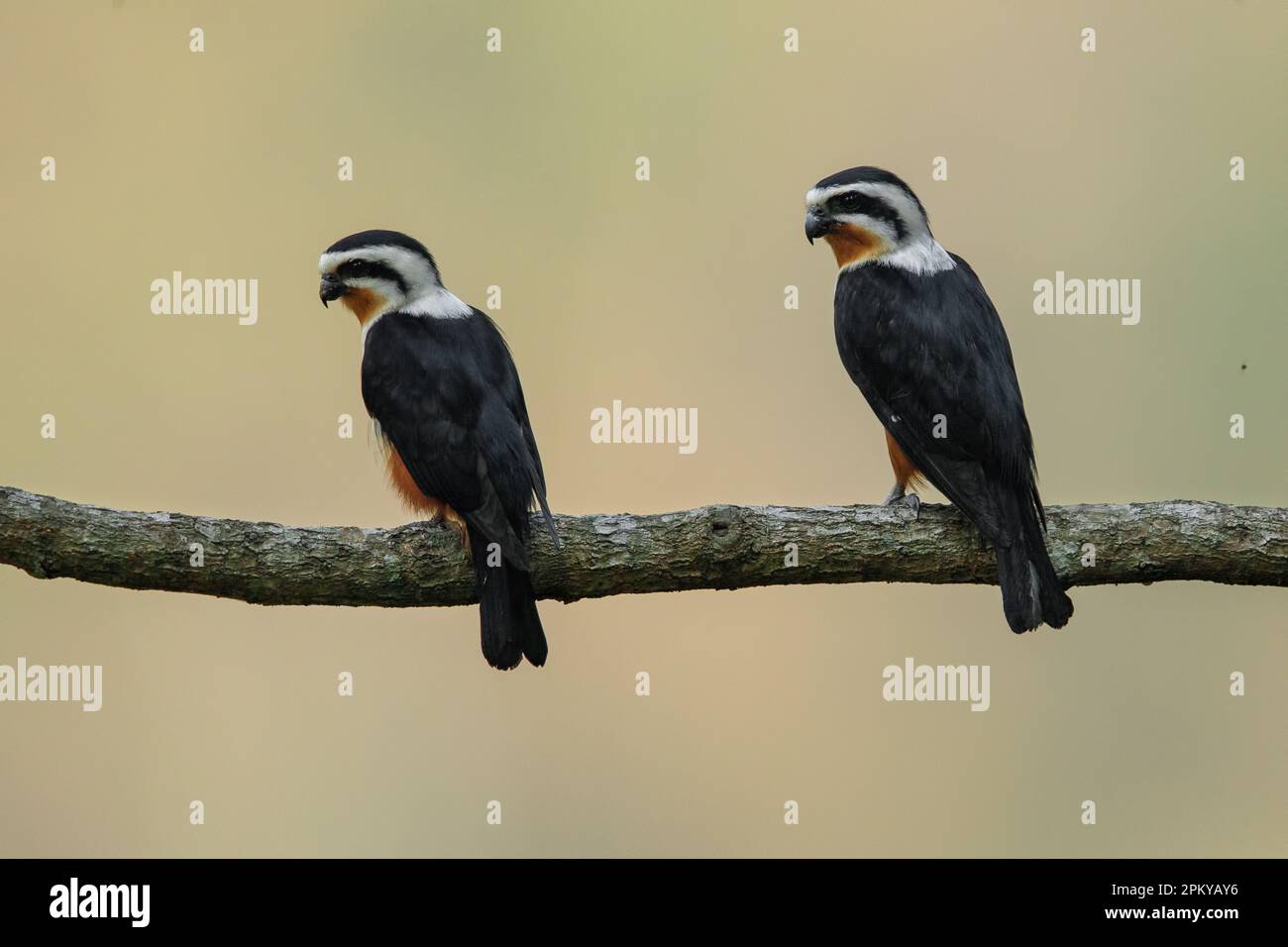 Dead tree illustration silhouette hi-res stock photography and images ...