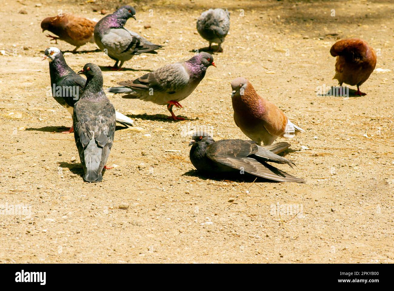Rock Pigeons on the ground looking for the food Stock Photo - Alamy