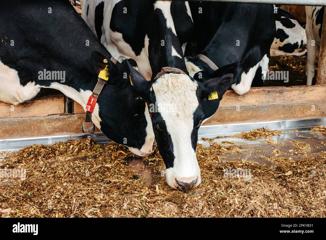 Calf cow in cage, caring on bio farm farming, feed hay grass silage ...
