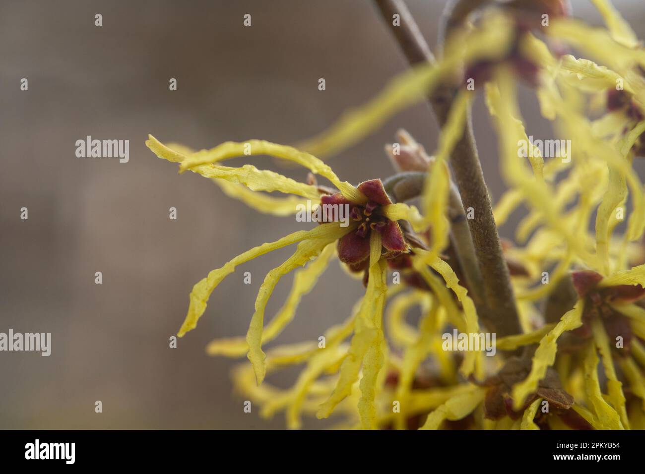 A vibrant yellow witch hazel flower blooming from a tree branch Stock ...