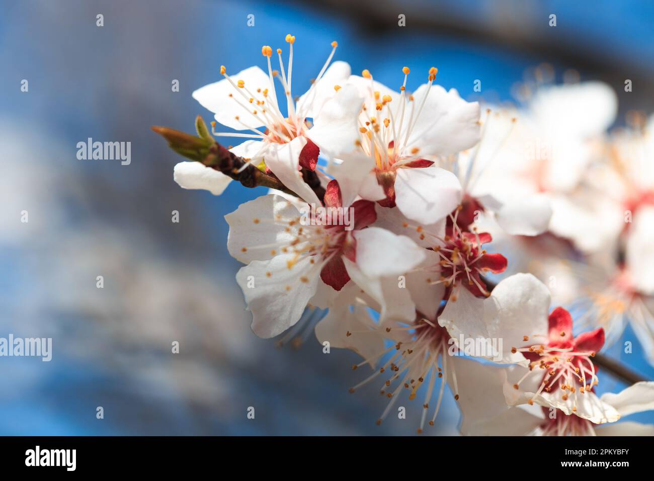 Blossom tree over nature background. spring flowers. spring background ...