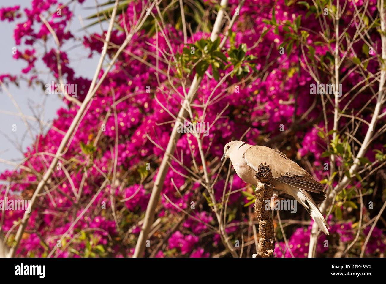 Cute dove portrait close up in summer day Stock Photo - Alamy