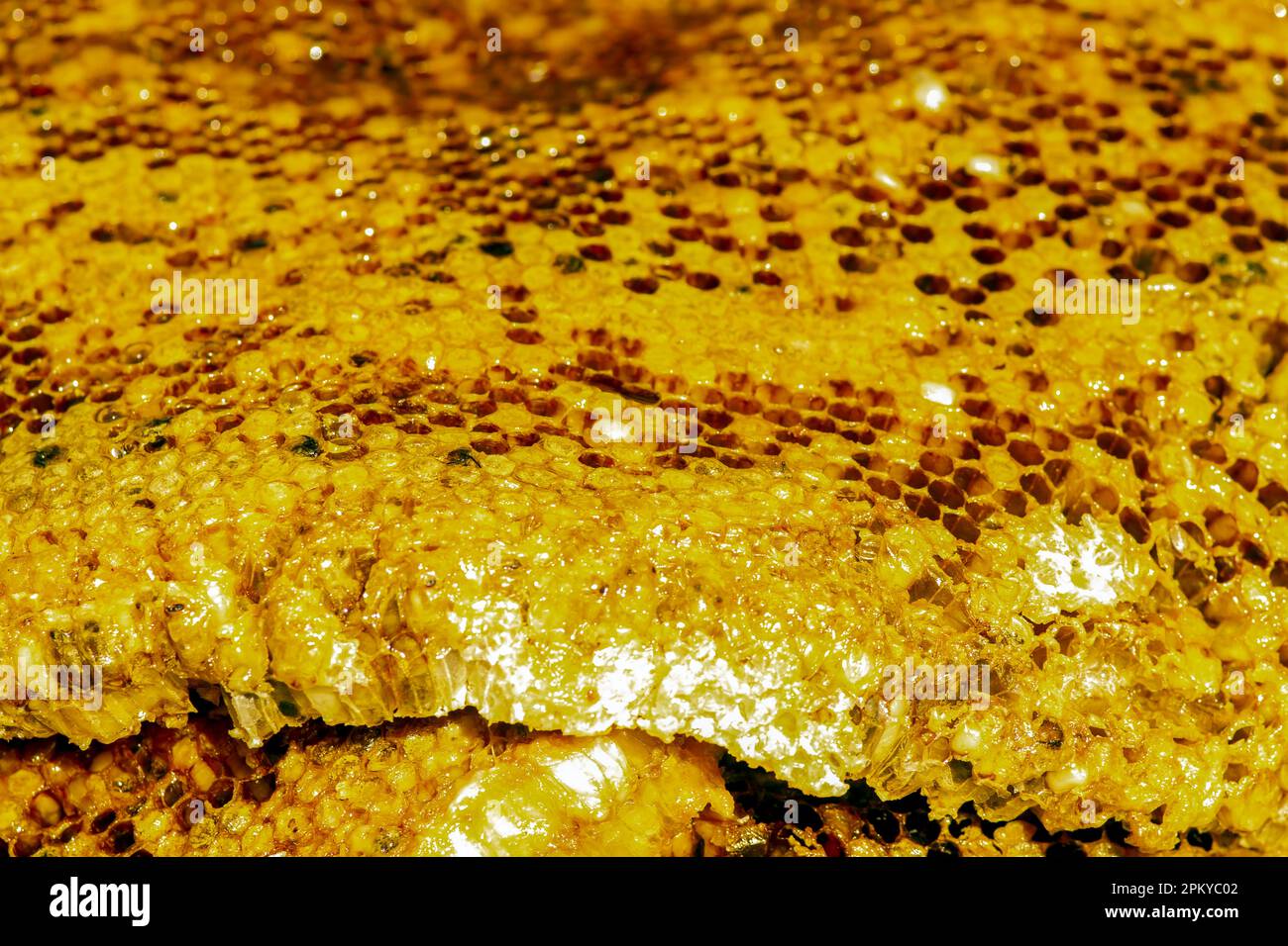 Close up of honey bee nest, hives, in shallow focus, from natural rain ...