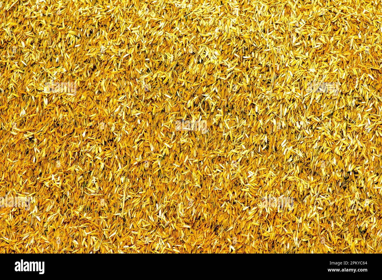 Natural color of unhulled rice after harvesting in shallow focus Stock ...