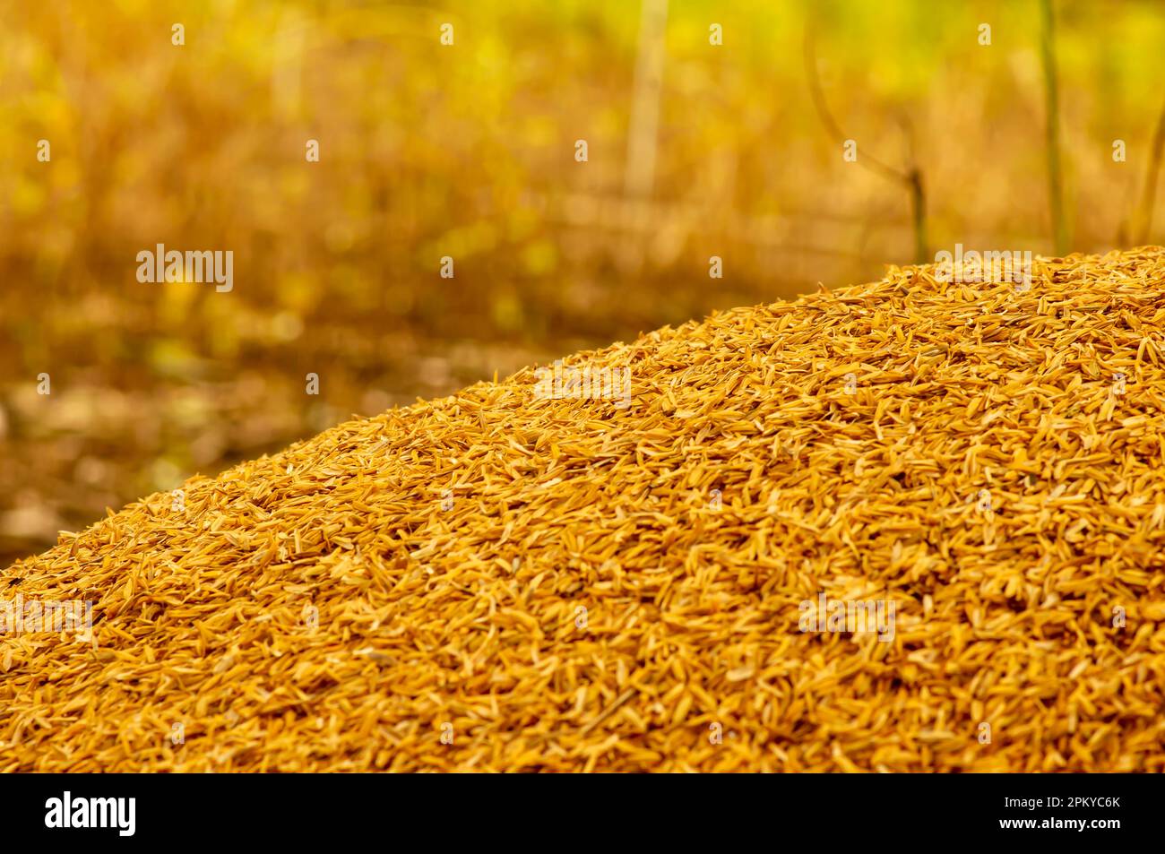 Natural color of unhulled rice after harvesting in shallow focus Stock ...