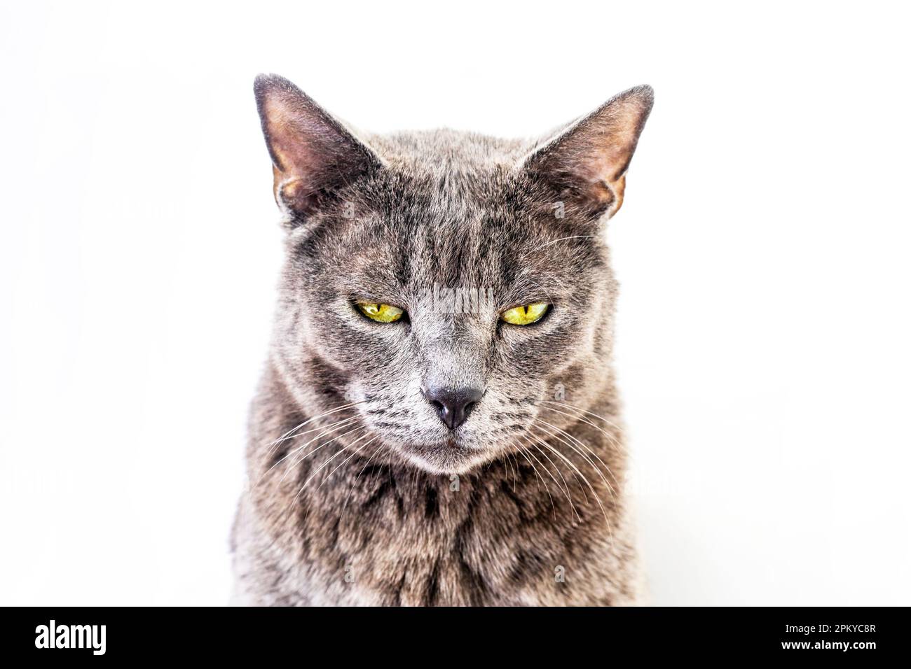 Gray burmese cat hi-res stock photography and images - Alamy