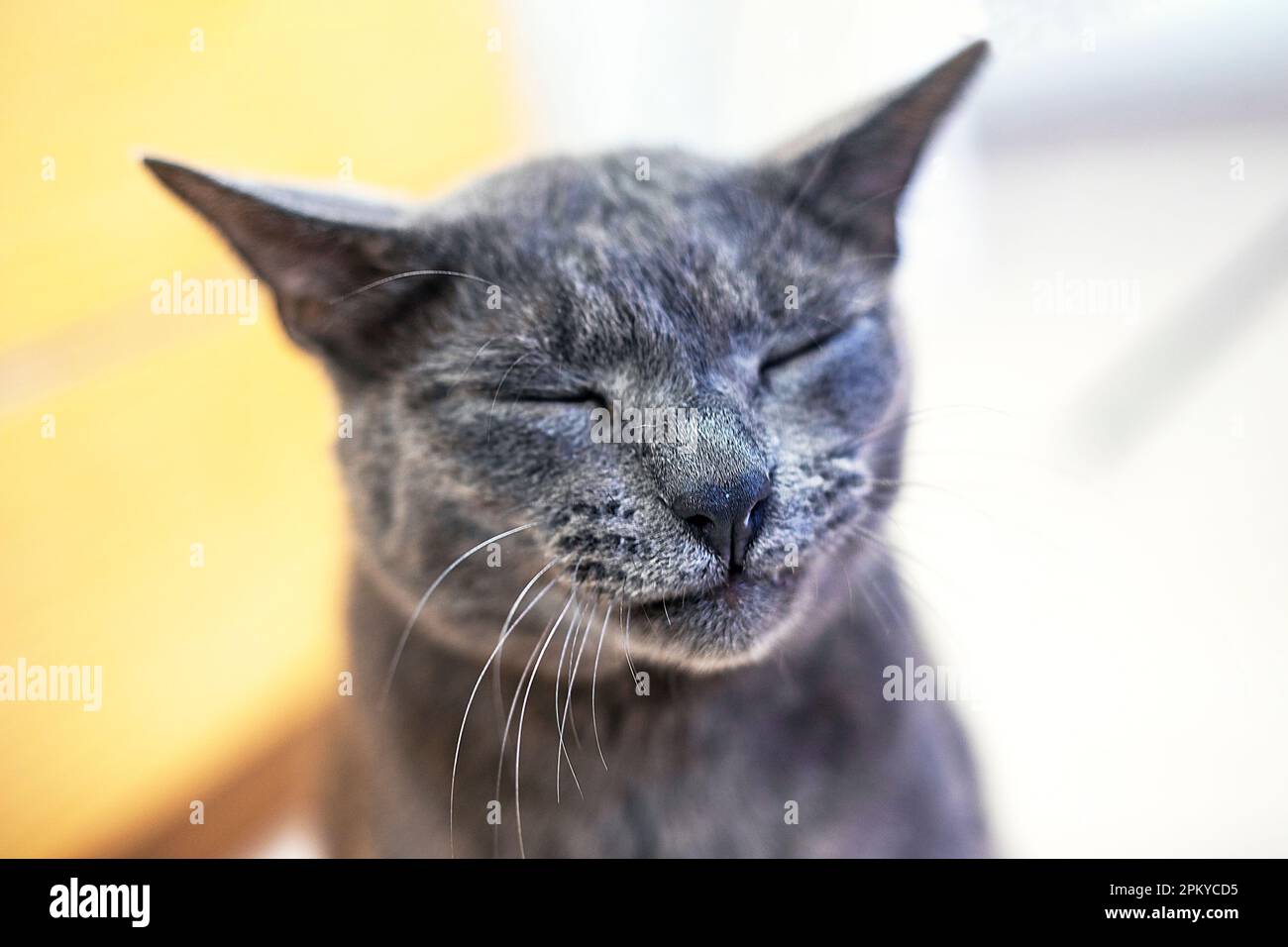 funny gray cat with closed eyes on a light background. Animal care ...