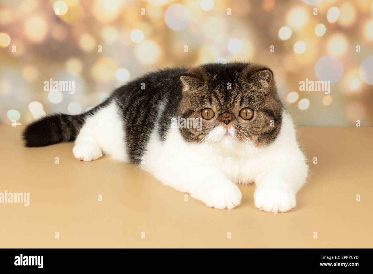 Black Exotic Shorthair Cat