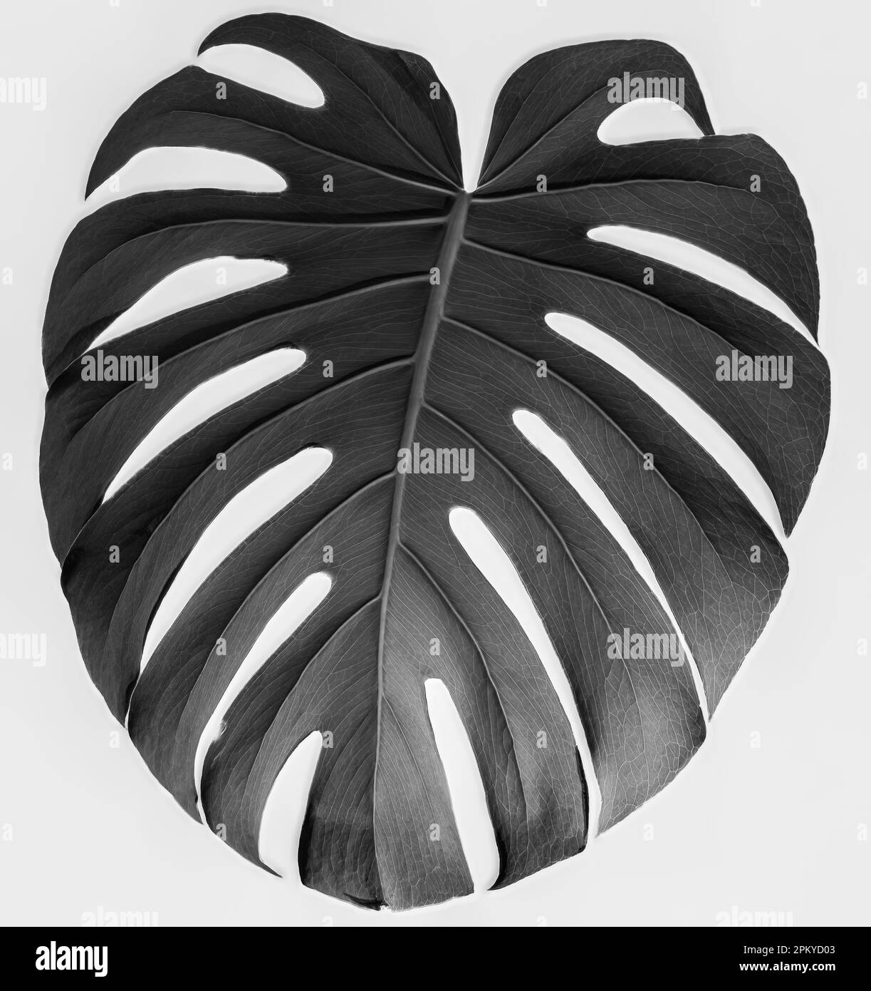 Monstera leaves minimal background Black and White Stock Photos ...
