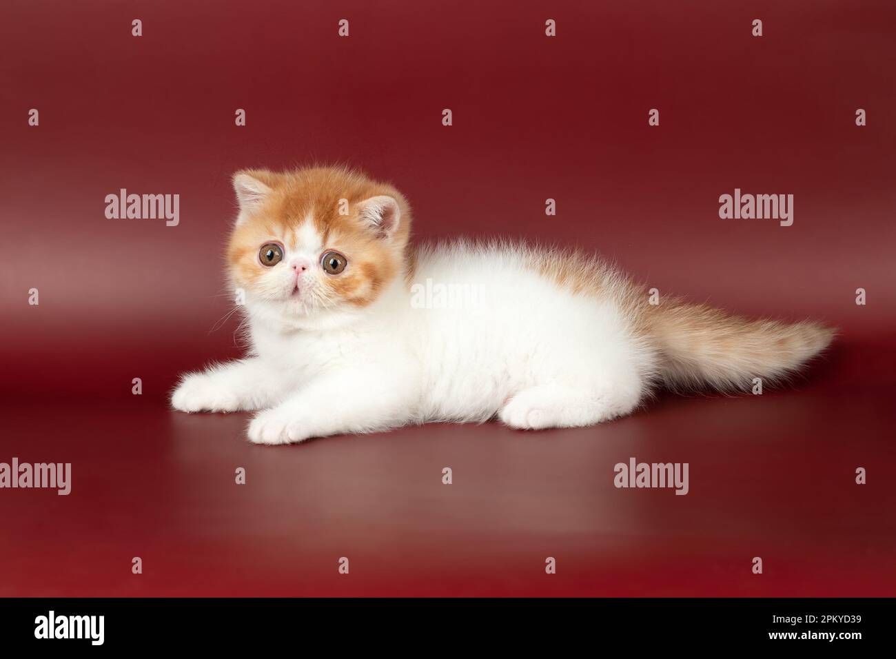 small beautiful red kitten exotic on a burgundy background in the ...