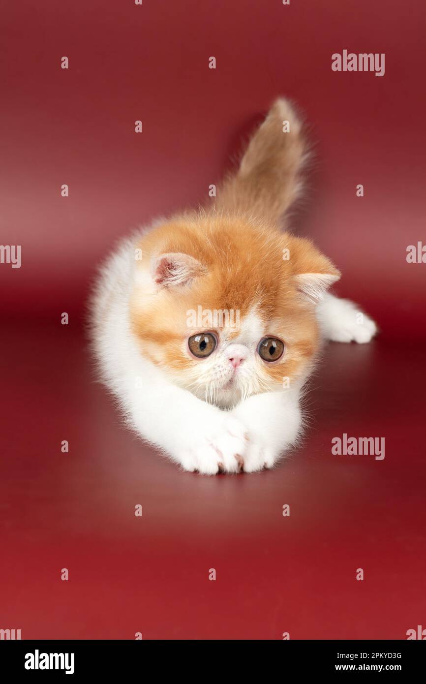 small beautiful red kitten exotic on a burgundy background in the ...