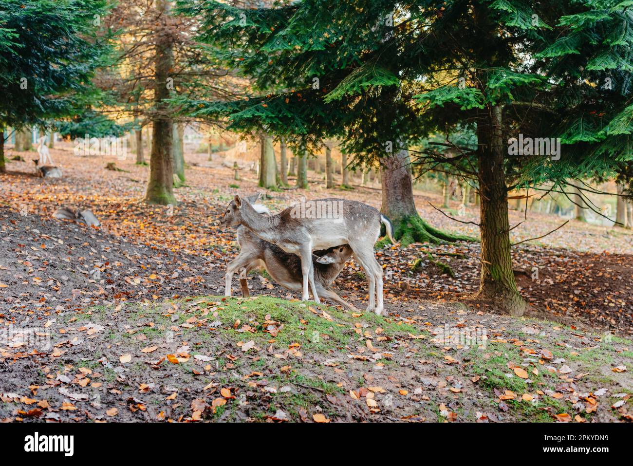 Young red deer sucks milk. Herd of deers in summer landscape. Wildlife ...