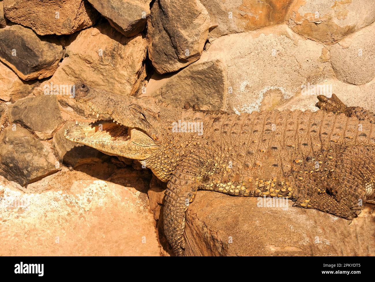 Alligator. Sun bathing with opened mouth, view side of body. Close up ...