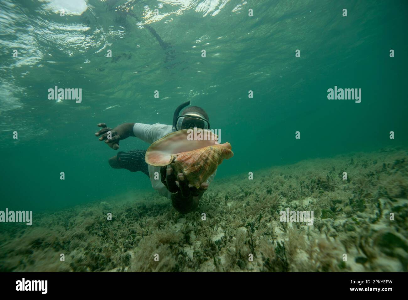 Henry Carey dives for conch shells off the coast of McLean's Town ...