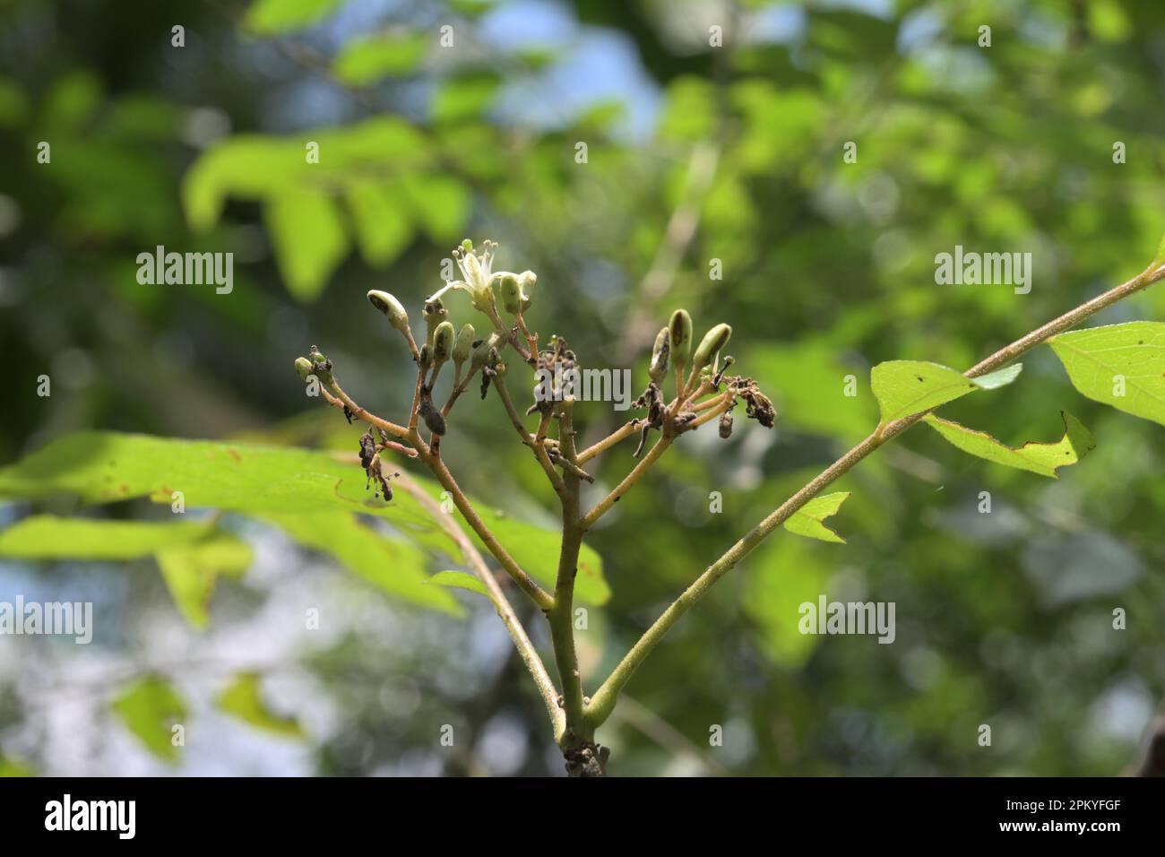 A blooming self pollinate tiny flower of a curry tree (Murraya Koenigii ...