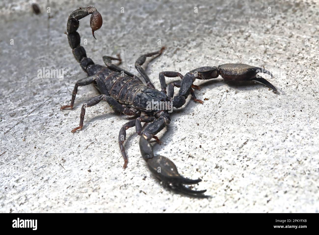 Common scorpion of the Himalayas Stock Photo - Alamy