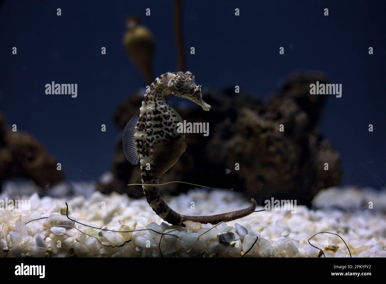 Seahorse in a tank of an aquarium seen up close Stock Photo - Alamy