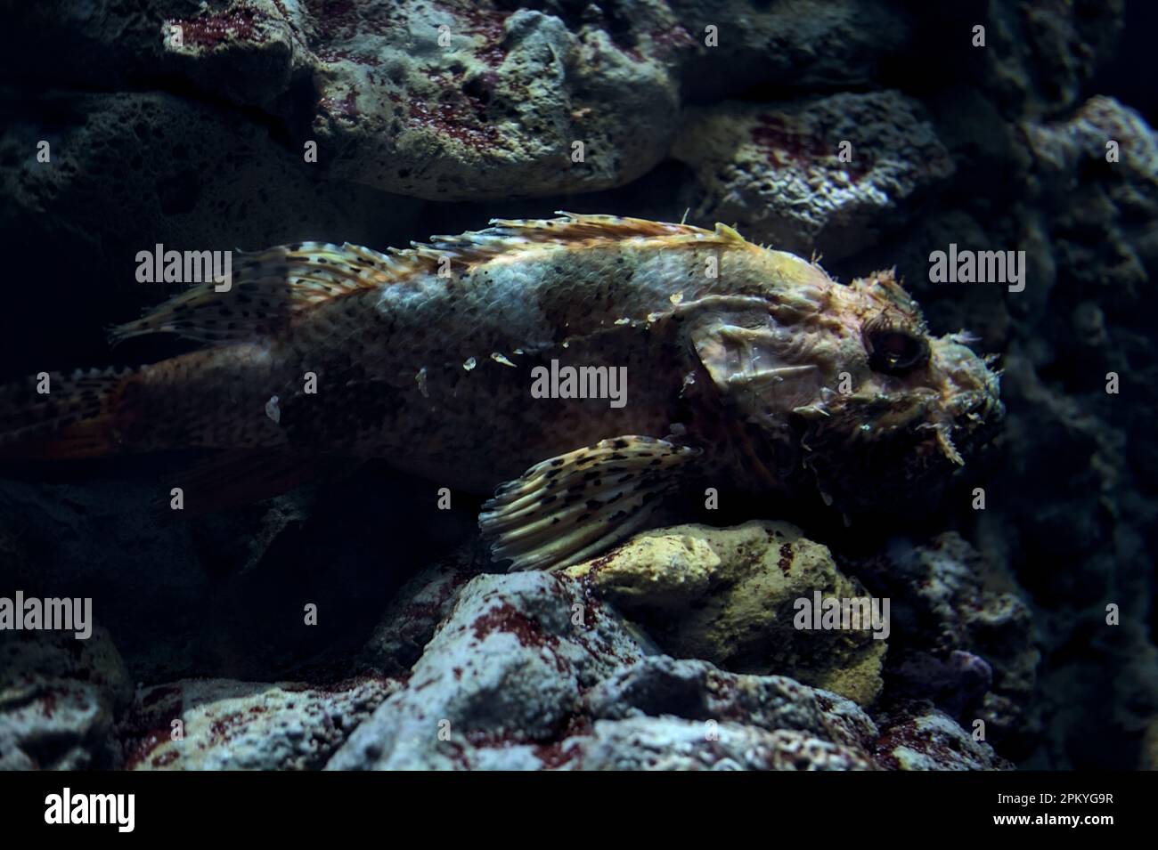 Scorpionfish lying on rocks of a tank in an aquarium seen up close ...
