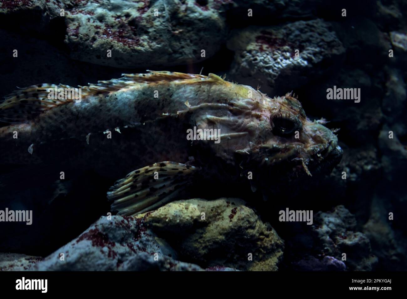 Scorpionfish lying on rocks of a tank in an aquarium seen up close ...