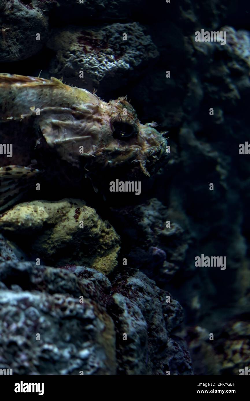 Scorpionfish lying on rocks of a tank in an aquarium seen up close ...