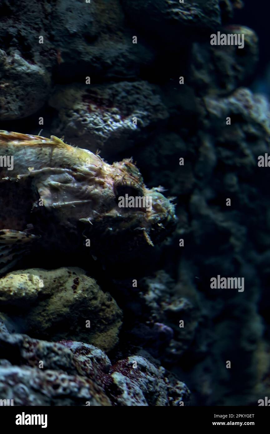 Scorpionfish lying on rocks of a tank in an aquarium seen up close ...
