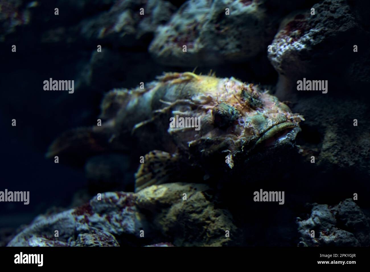 Scorpionfish lying on rocks of a tank in an aquarium seen up close ...