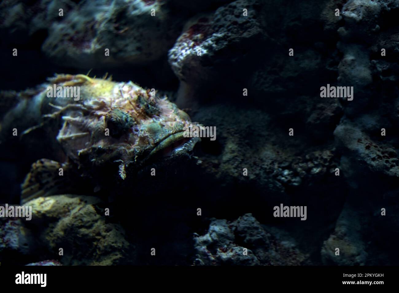 Scorpionfish lying on rocks of a tank in an aquarium seen up close ...