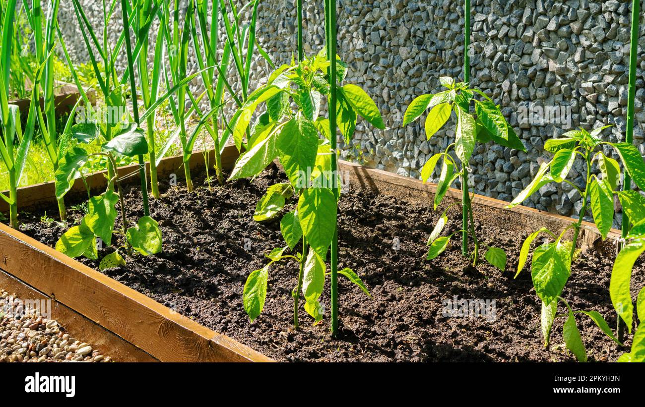 Bell pepper seedlings close up on sunny day. How to stake garden plants ...
