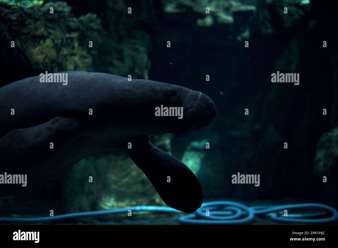 West indian manatee and india hi-res stock photography and images - Alamy