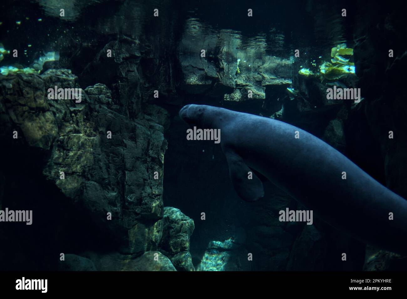 West indian manatee and india hi-res stock photography and images - Alamy