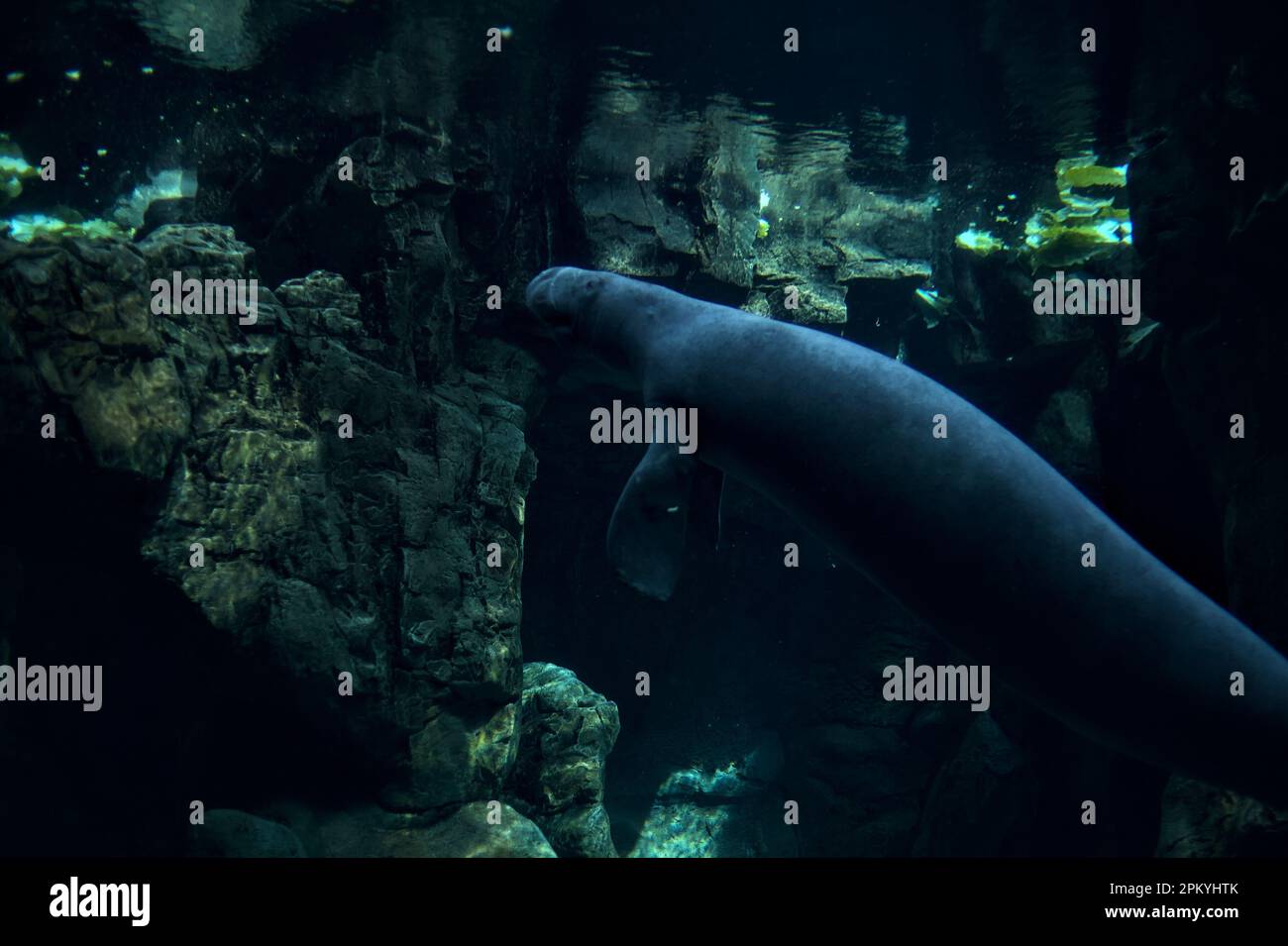 Manatees swimming in an aquarium Stock Photo - Alamy