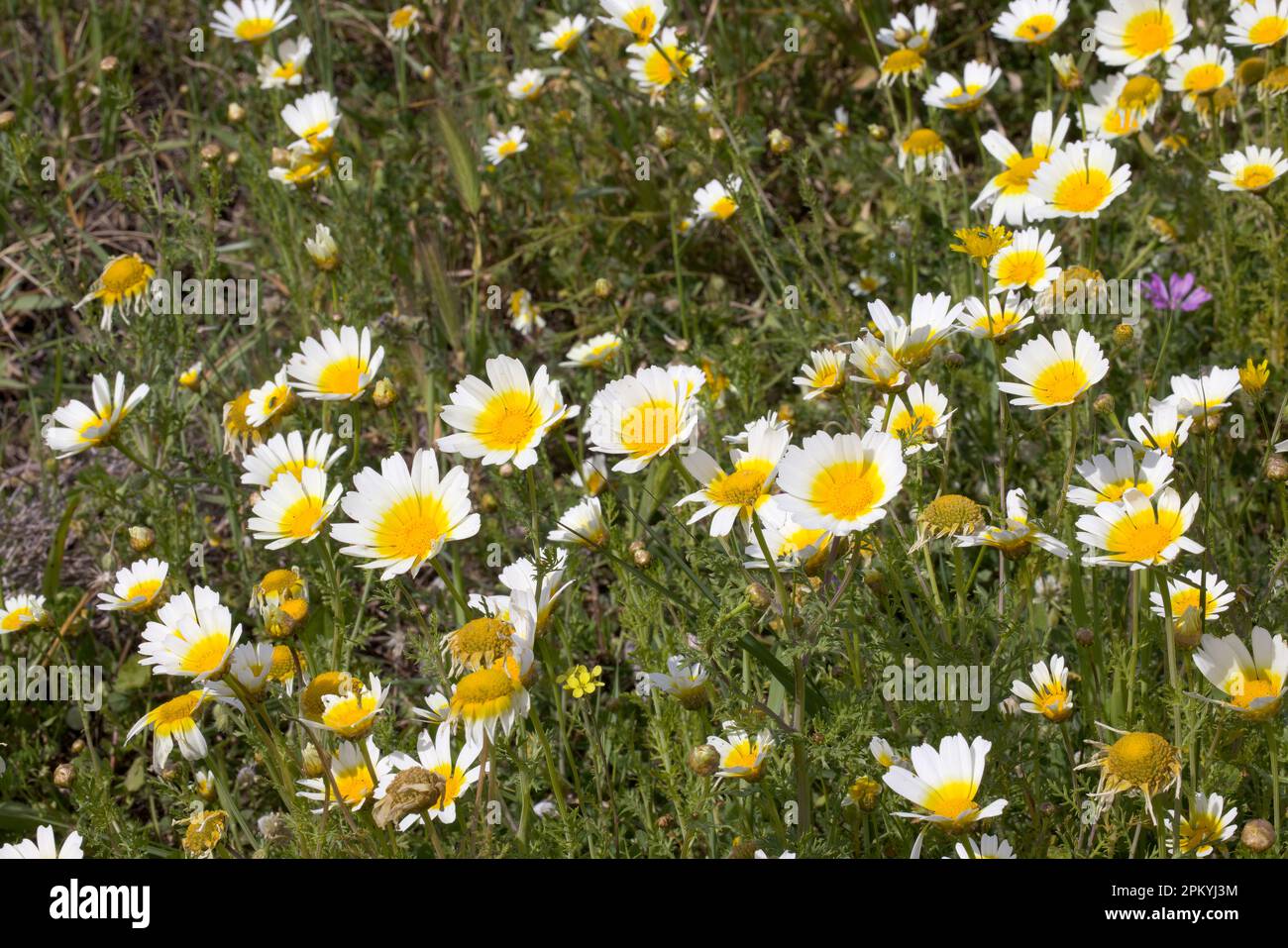 Crown daisies flowering Stock Photo - Alamy