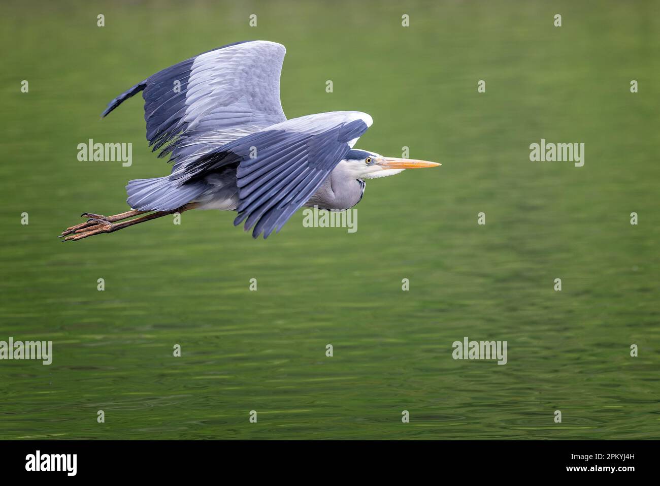 Large Grey Stork flying low over green water surface with wings spread ...