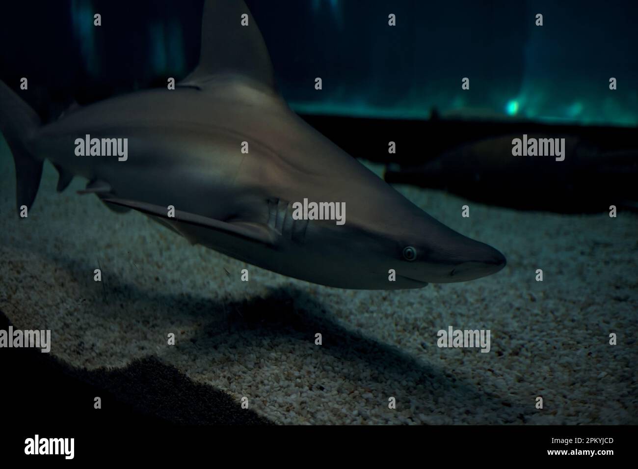Sharks in the tank of an aquarium Stock Photo - Alamy